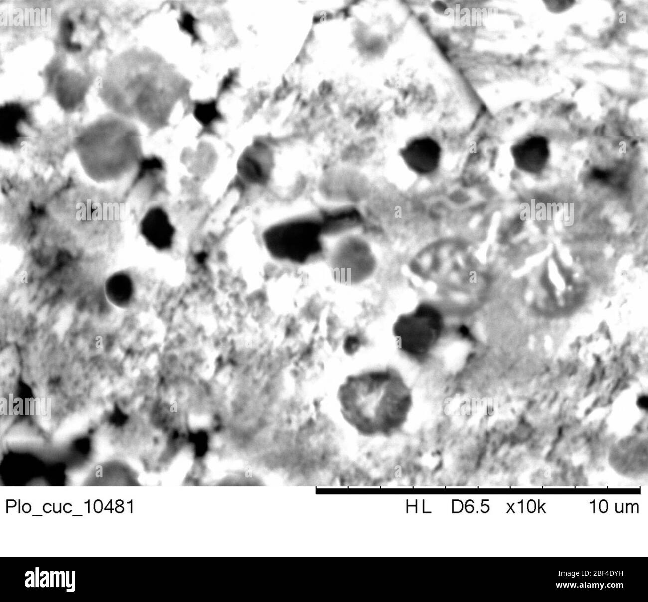 Ploceus cucullatus eggs hi-res stock photography and images - Alamy