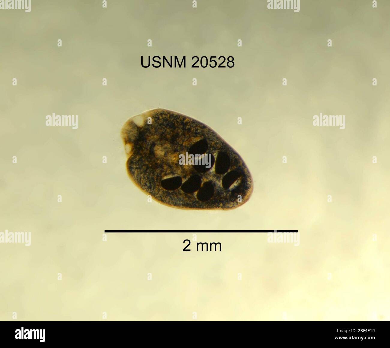 Mesostoma hi-res stock photography and images - Alamy