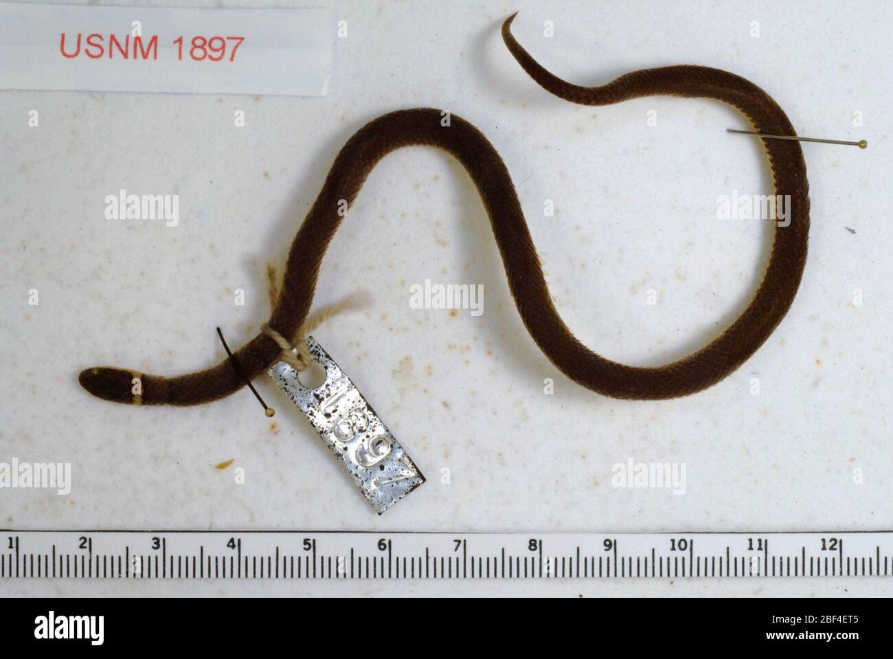 Diadophis punctatus hi-res stock photography and images - Alamy