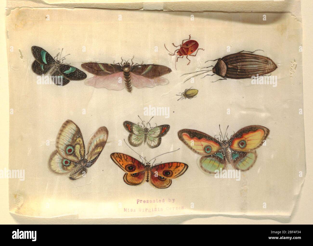 Insects. Detailed representation in color of five butterflies and four ...