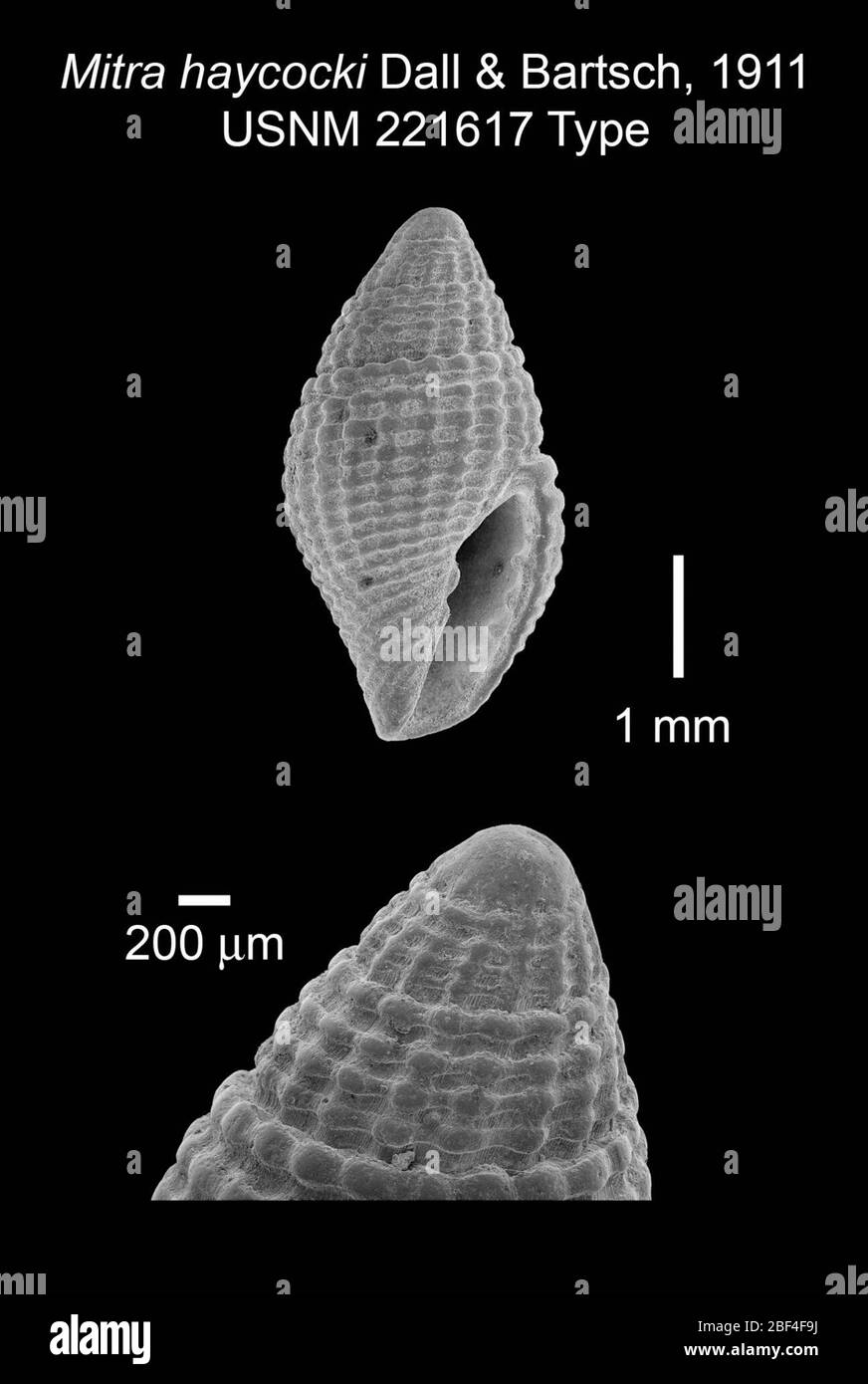 Shell coloration Black and White Stock Photos & Images - Alamy