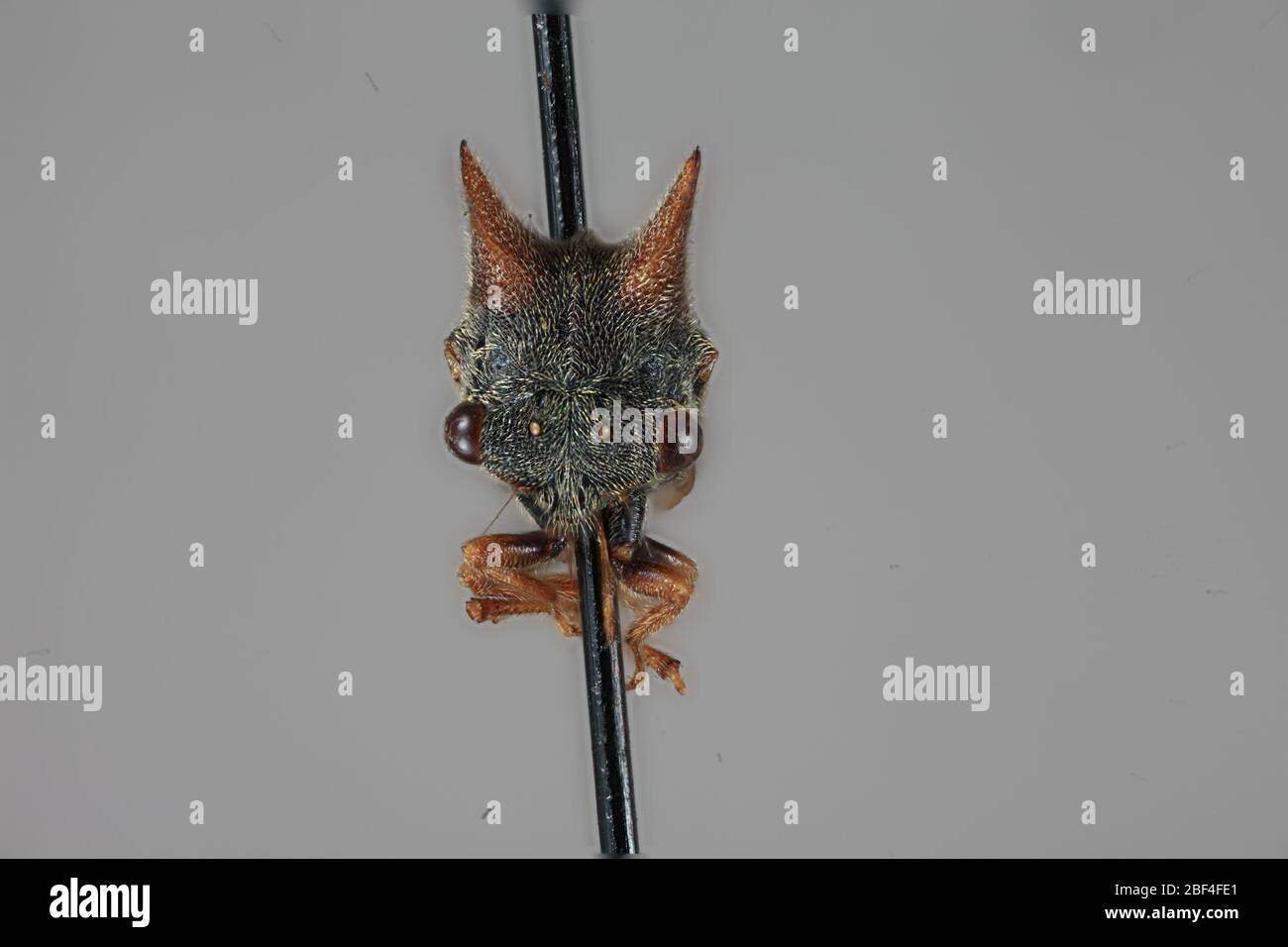 Porrectus hi-res stock photography and images - Alamy