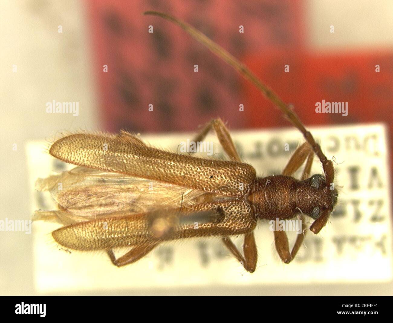 9 punctata hi-res stock photography and images - Alamy