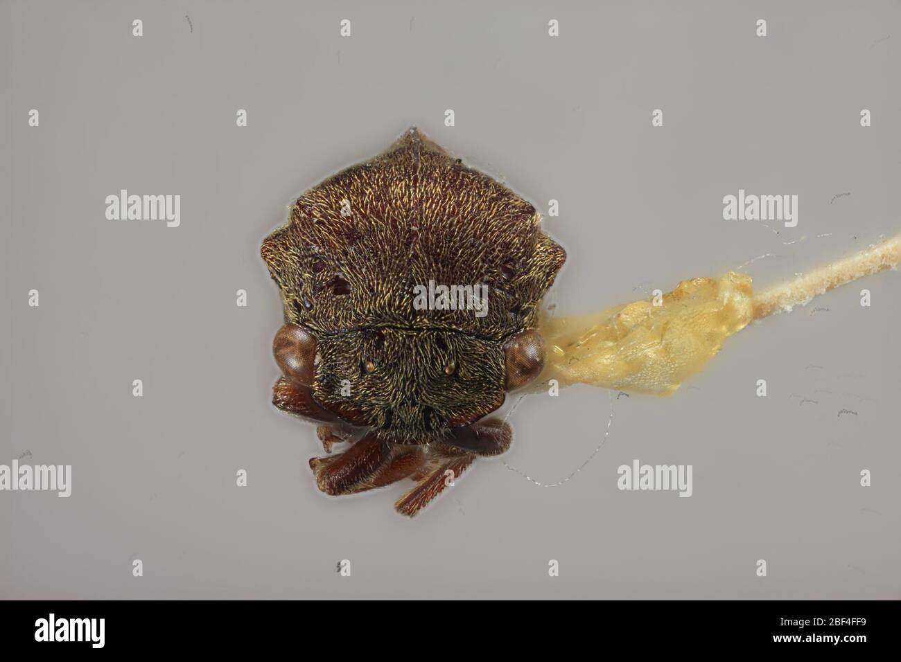 Gargara hi-res stock photography and images - Alamy