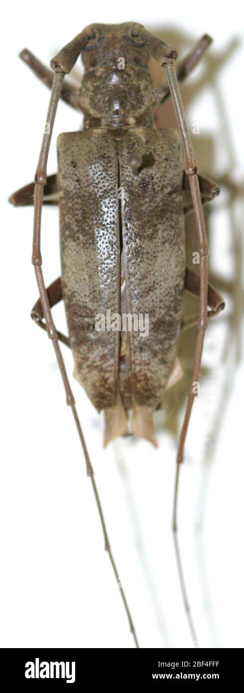 Solatus hi-res stock photography and images - Alamy