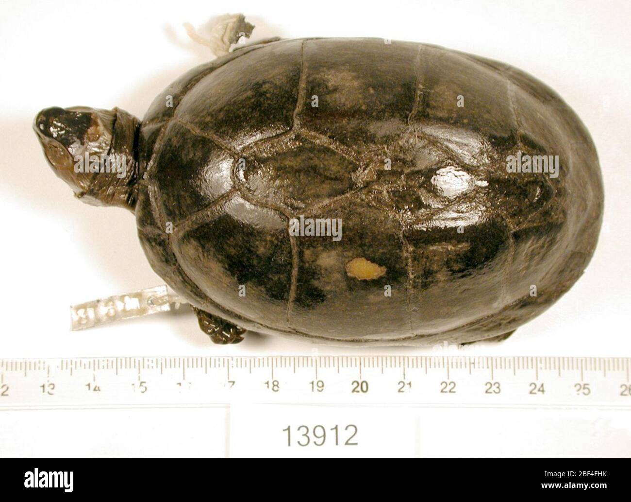 Kinosternon Scorpioides Cruentatum High Resolution Stock Photography ...