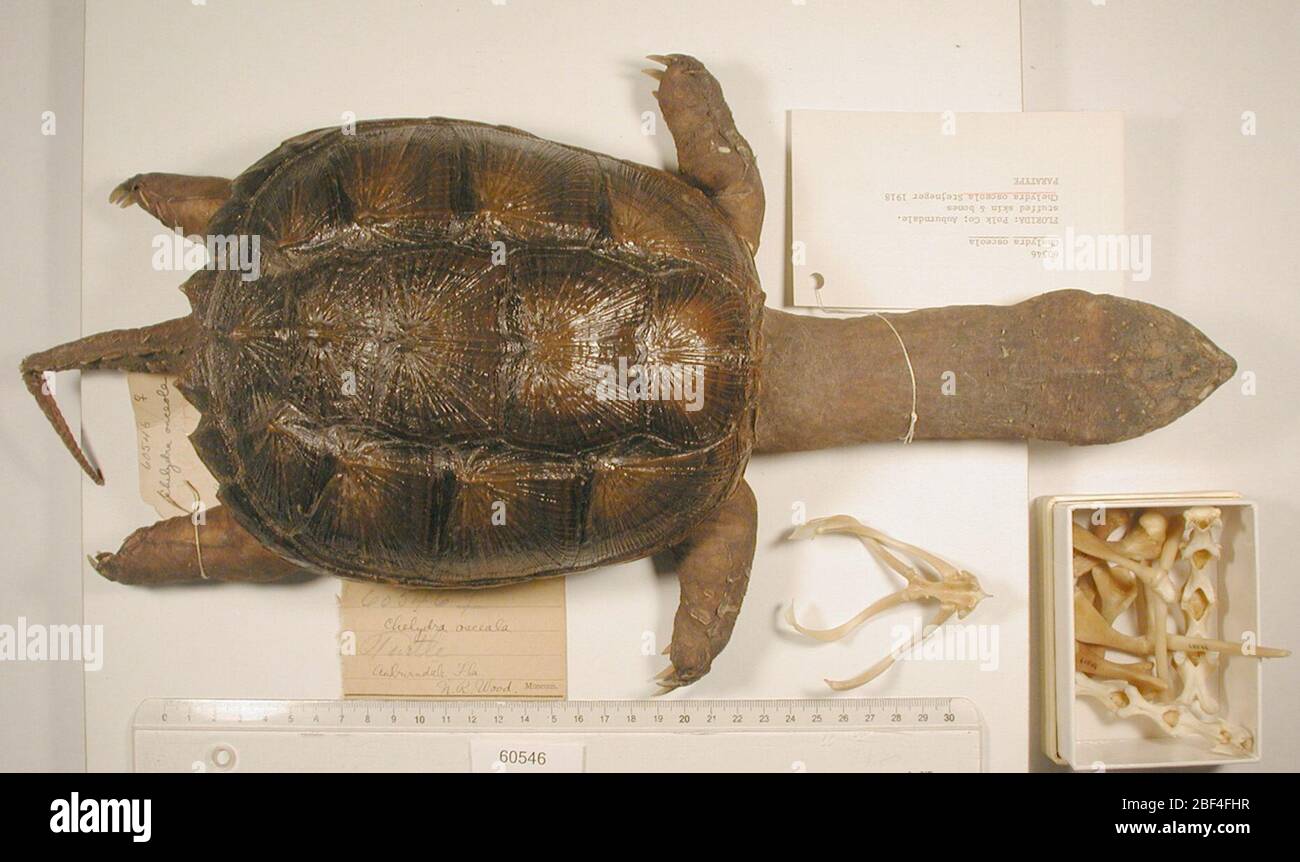 Chelydra serpentina osceola hi-res stock photography and images - Alamy