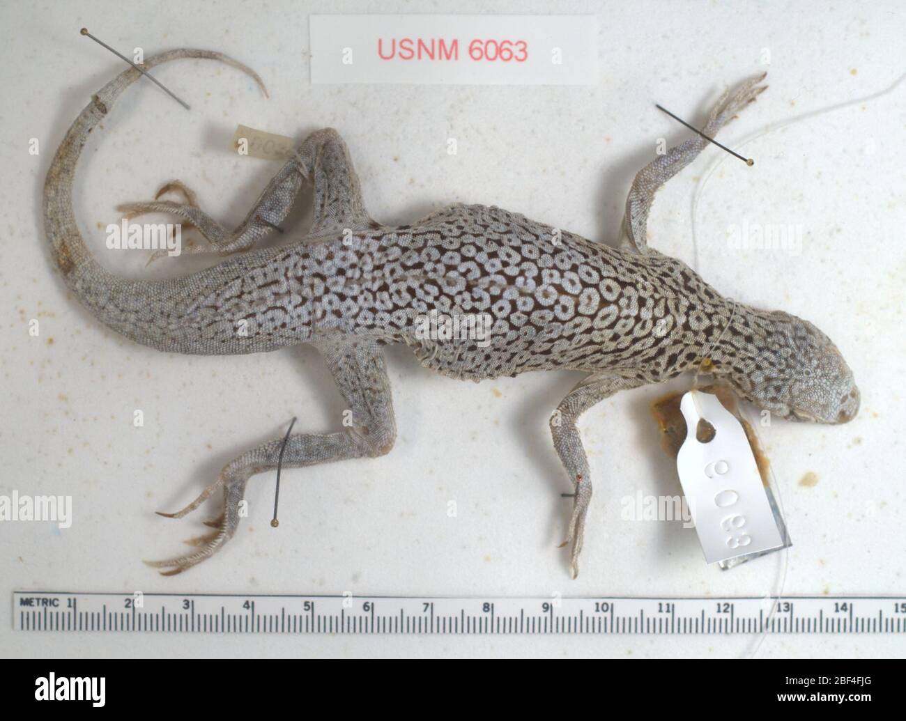 Uma scoparia hi-res stock photography and images - Alamy