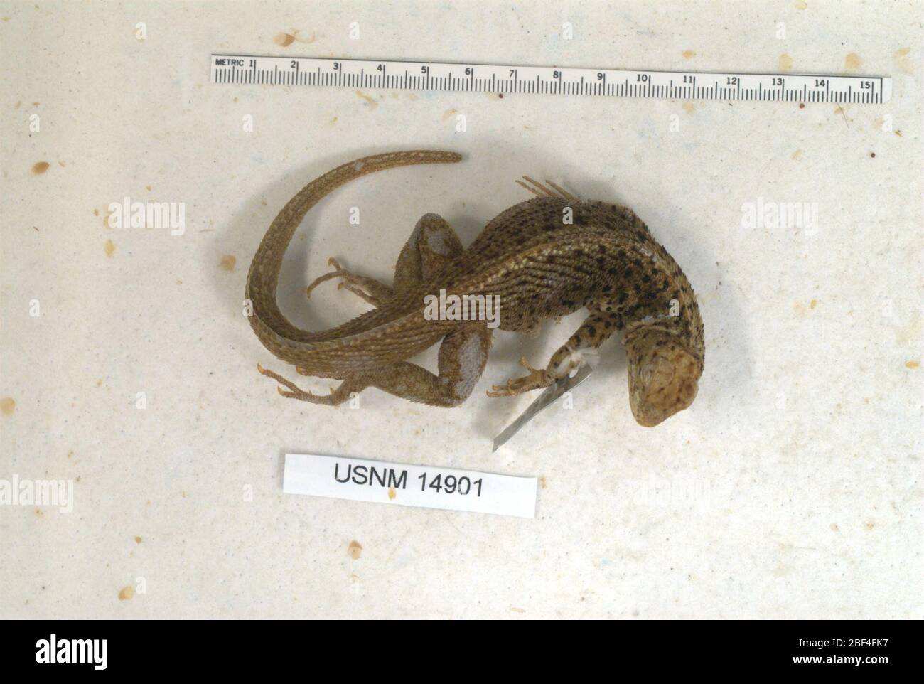Microlophus albemarlensis. 2 Oct 20181 Stock Photo - Alamy