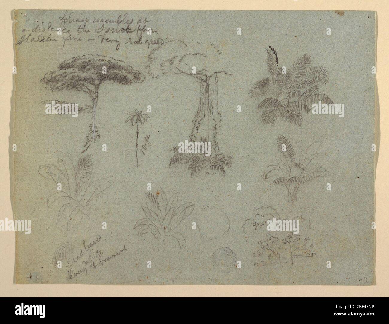 Tree Studies seen from the Rio Magadalena Colombia. Horizontal view ...