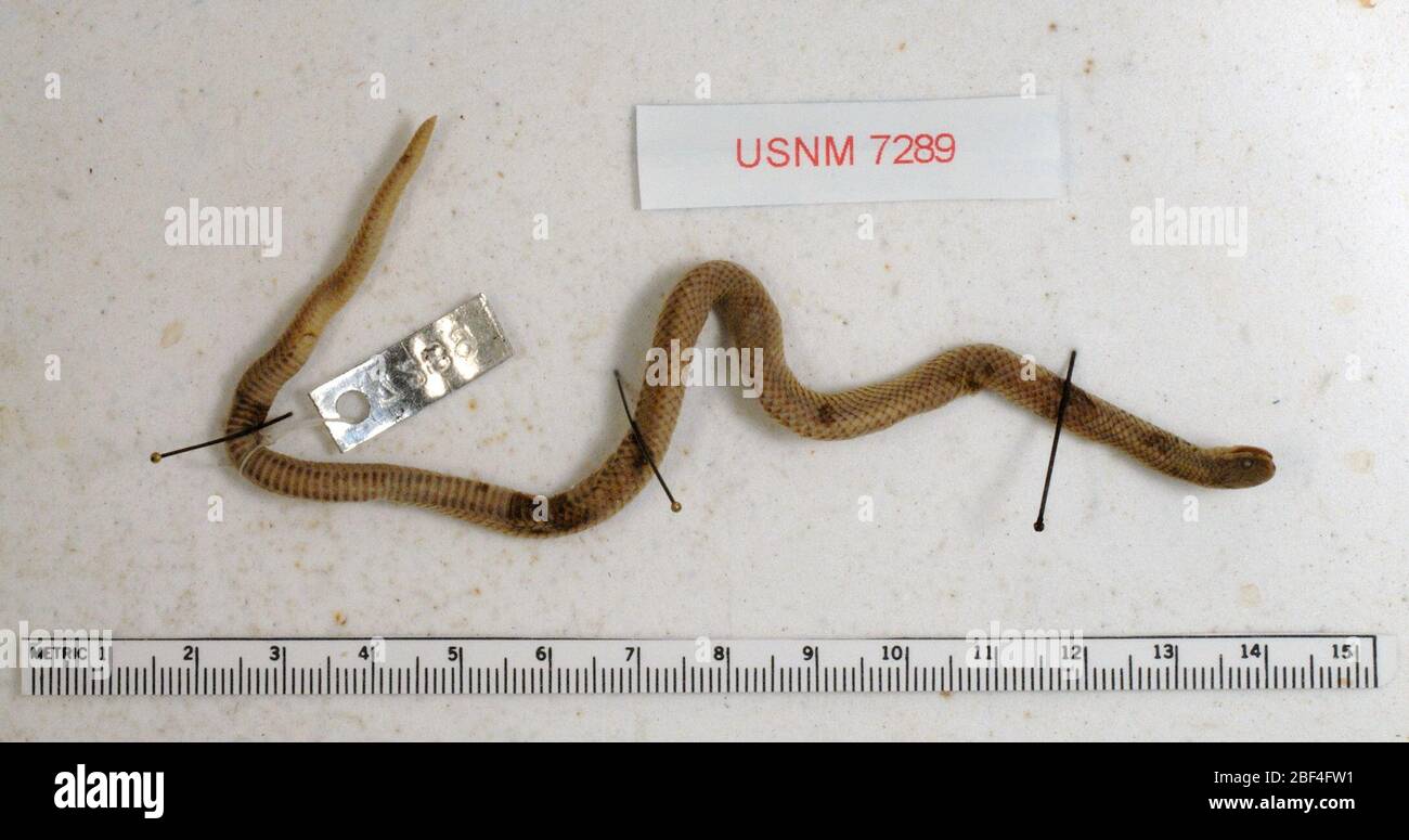 Contia tenuis hi-res stock photography and images - Alamy