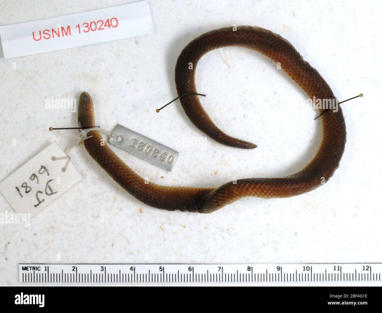 Calamaria hi-res stock photography and images - Alamy