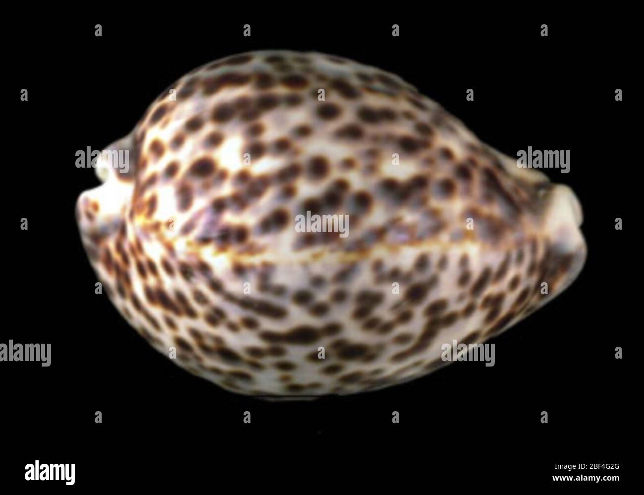 Cypraea tigris. ex.. E.I. Wright Coll.; Leg. W.O. Cernohorsky; under ...