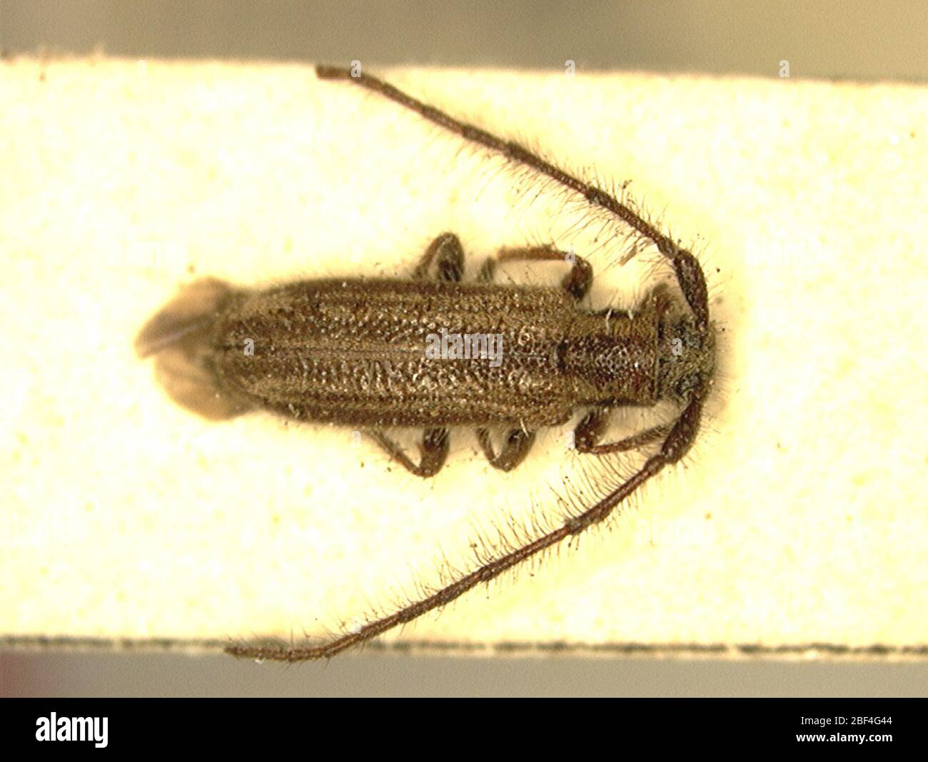 Vestitus hi-res stock photography and images - Alamy