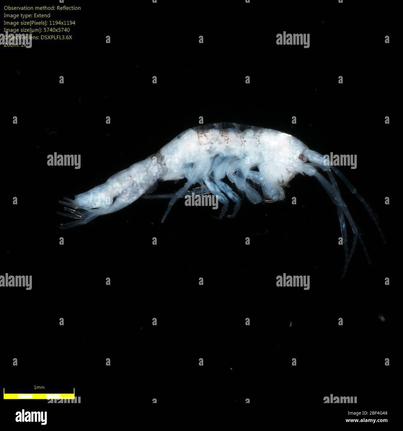 Amphipoda. Fraction: 500um - 2mm, ARMS 16-1 Florida, ARMS Number: 165 ...