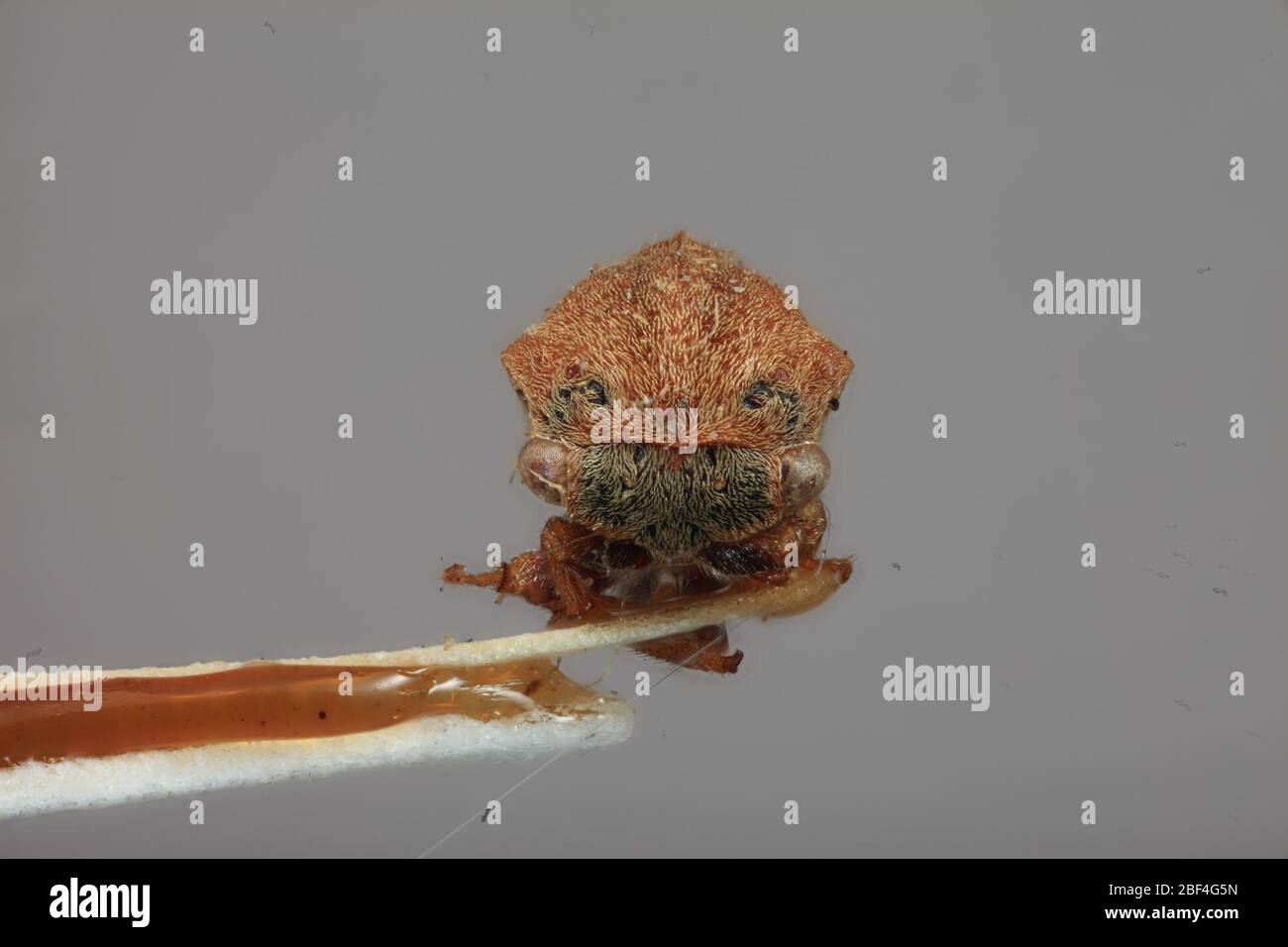 Gargara hi-res stock photography and images - Alamy