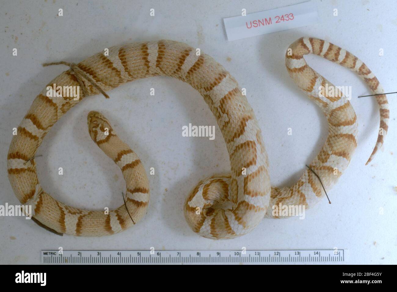 Lampropeltis triangulum triangulum. 30 Aug 20191 Stock Photo - Alamy