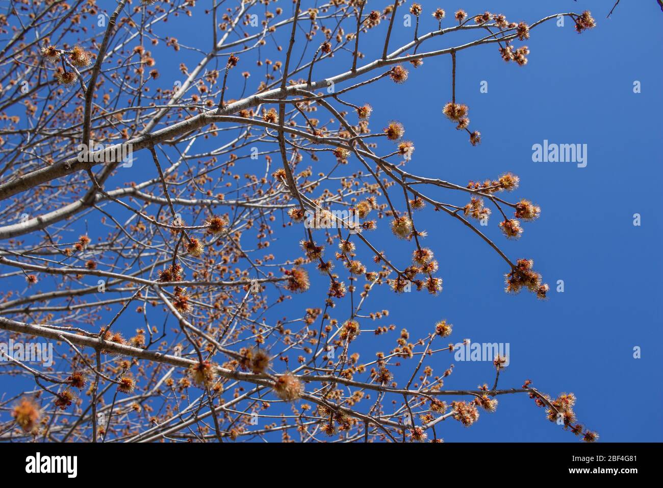 Close up view of emerging red and yellow flower blossoms on a red maple ...