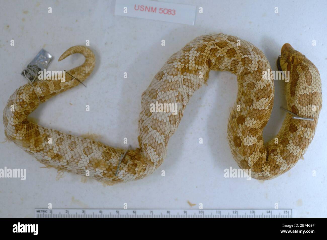 Heterodon nasicus hi-res stock photography and images - Alamy