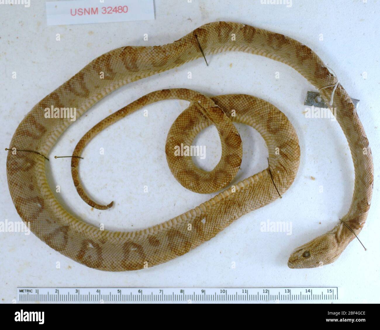 Corallus annulatus hi-res stock photography and images - Alamy