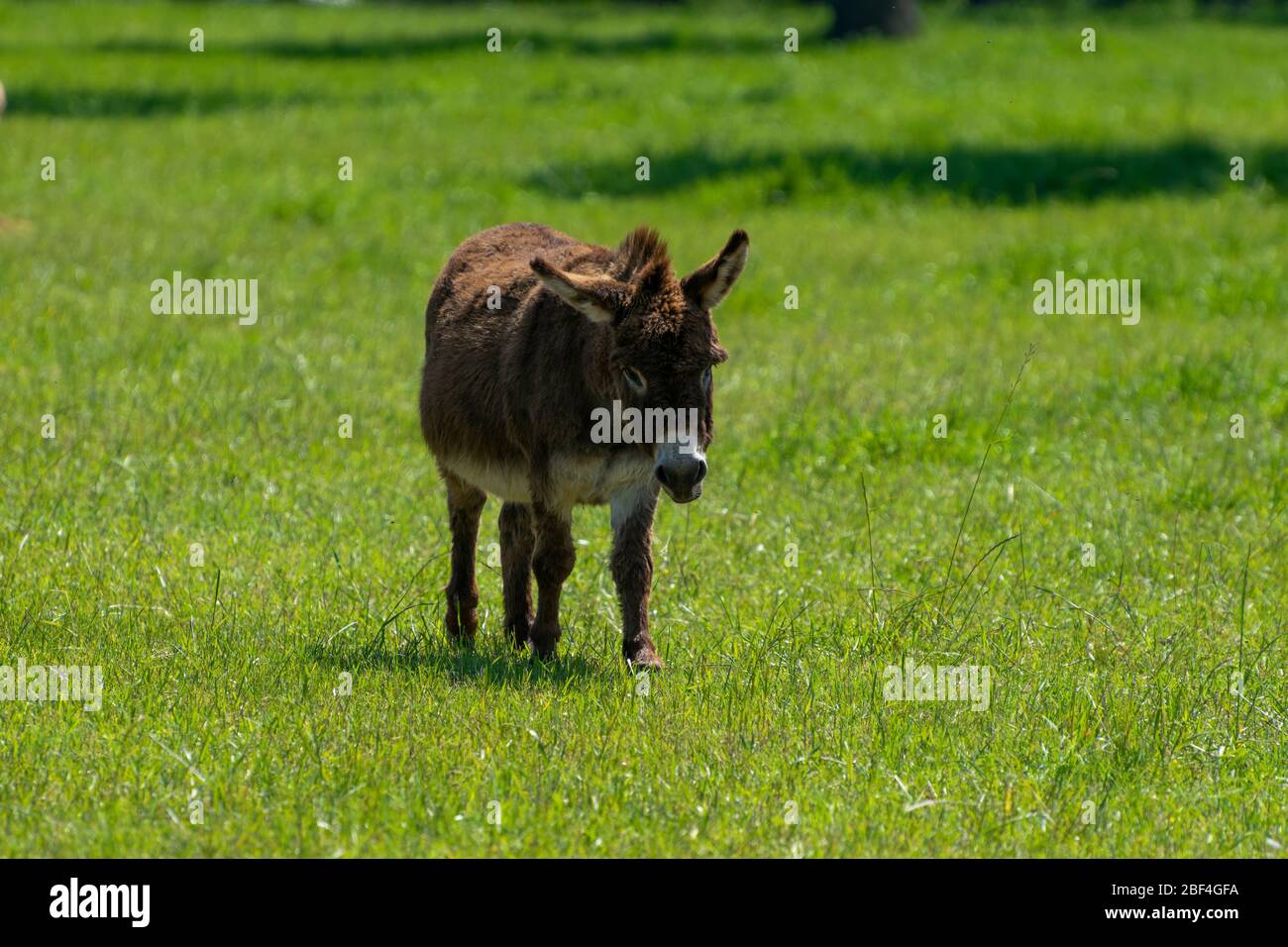 Miniature donkey hi-res stock photography and images - Alamy