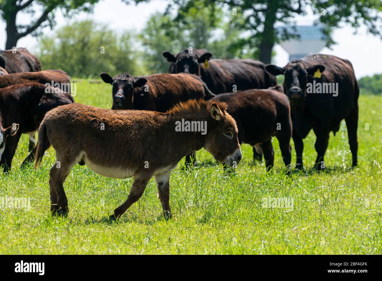 Miniature donkey hi-res stock photography and images - Alamy