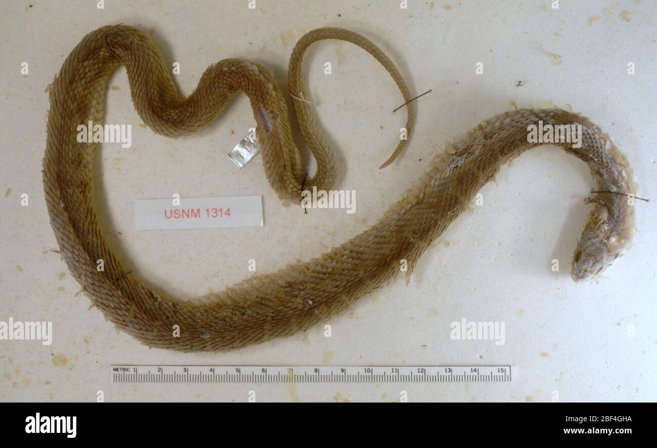 Nerodia erythrogaster transversa. 2 Oct 20181 Stock Photo - Alamy