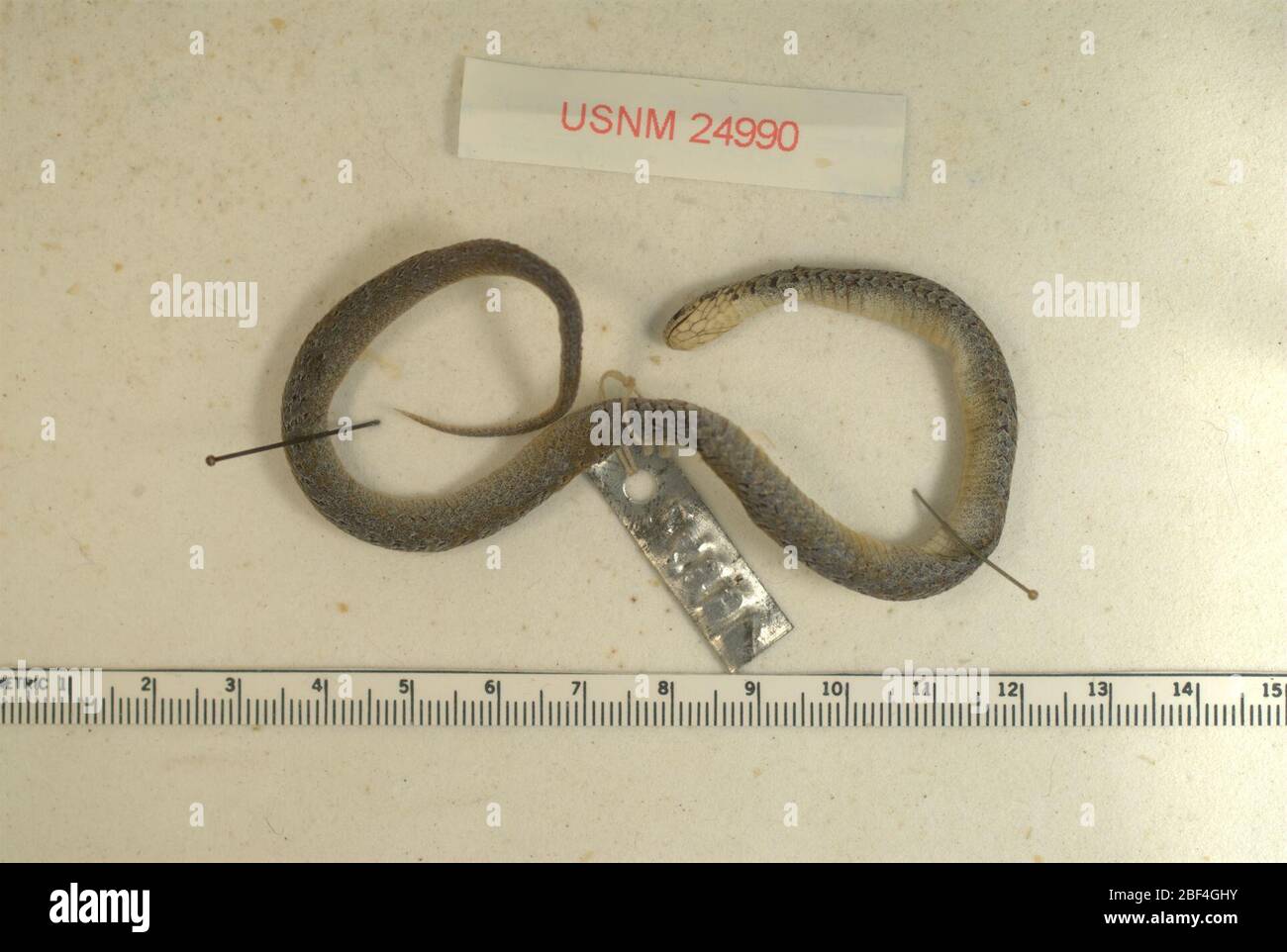 Storeria High Resolution Stock Photography and Images - Alamy