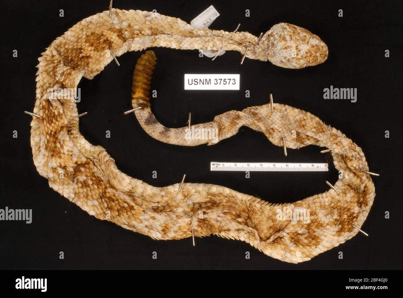 Crotalus Mitchellii High Resolution Stock Photography and Images - Alamy