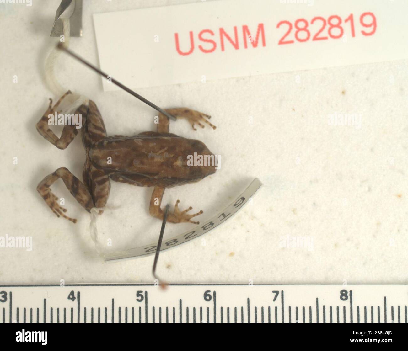 Parcus hi-res stock photography and images - Alamy