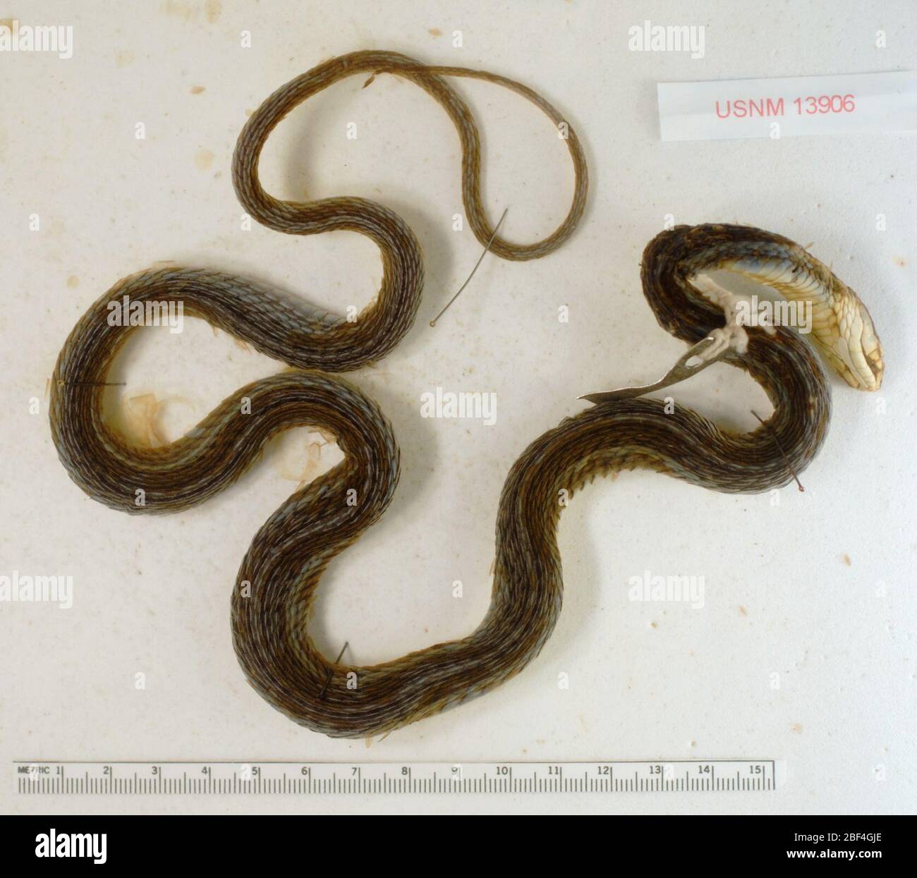 Proximus hi-res stock photography and images - Alamy