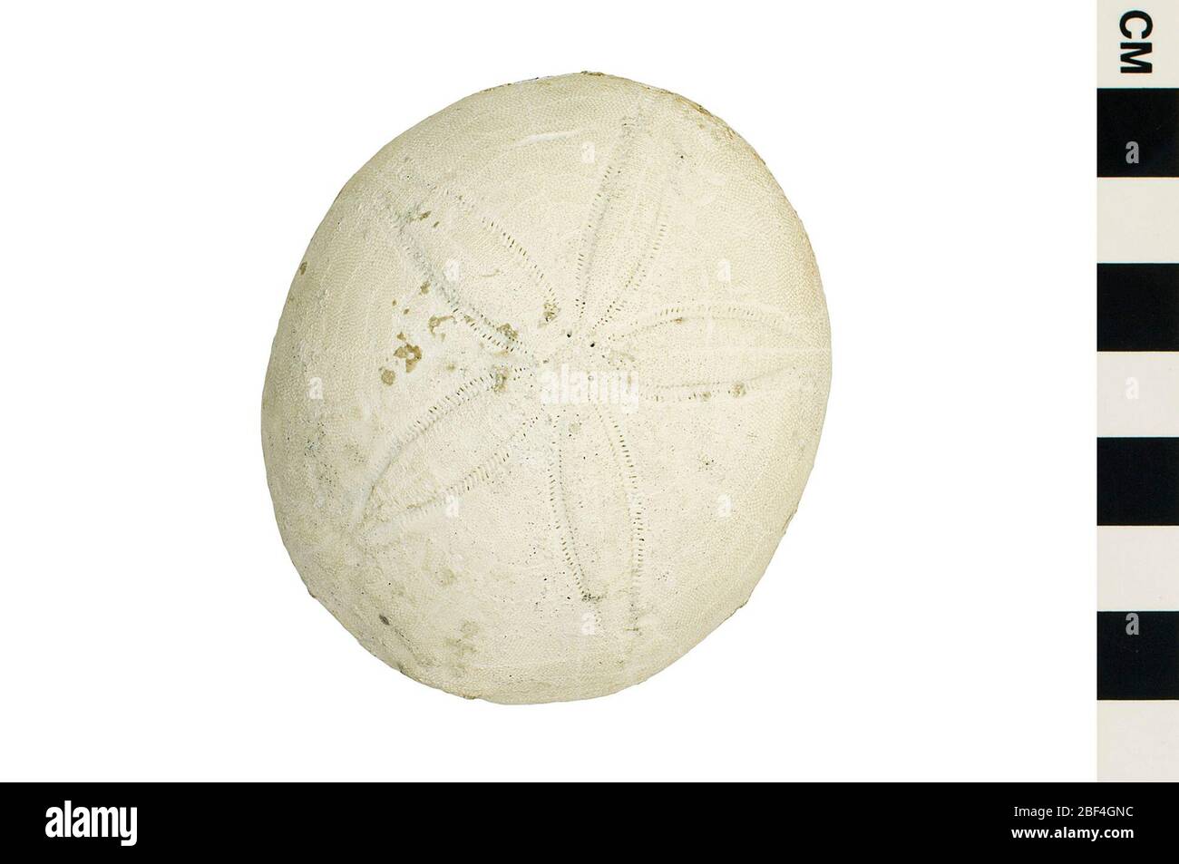 Echinoid fossil hi-res stock photography and images - Alamy