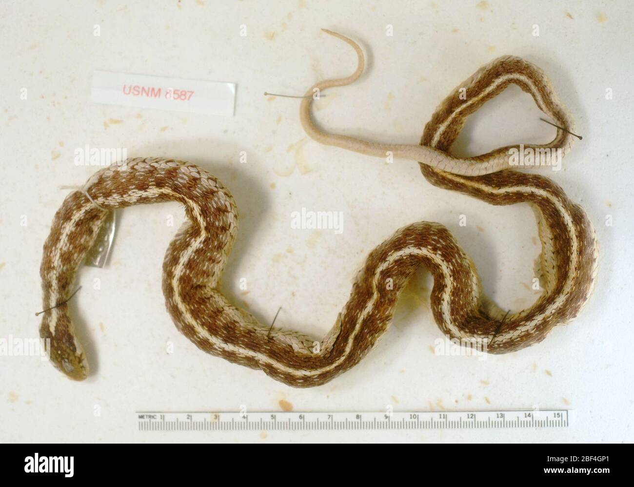 Thamnophis elegans hi-res stock photography and images - Alamy