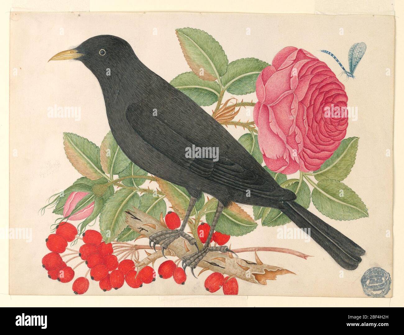 Black Bird with Roses. Black Bird with Roses Stock Photo - Alamy