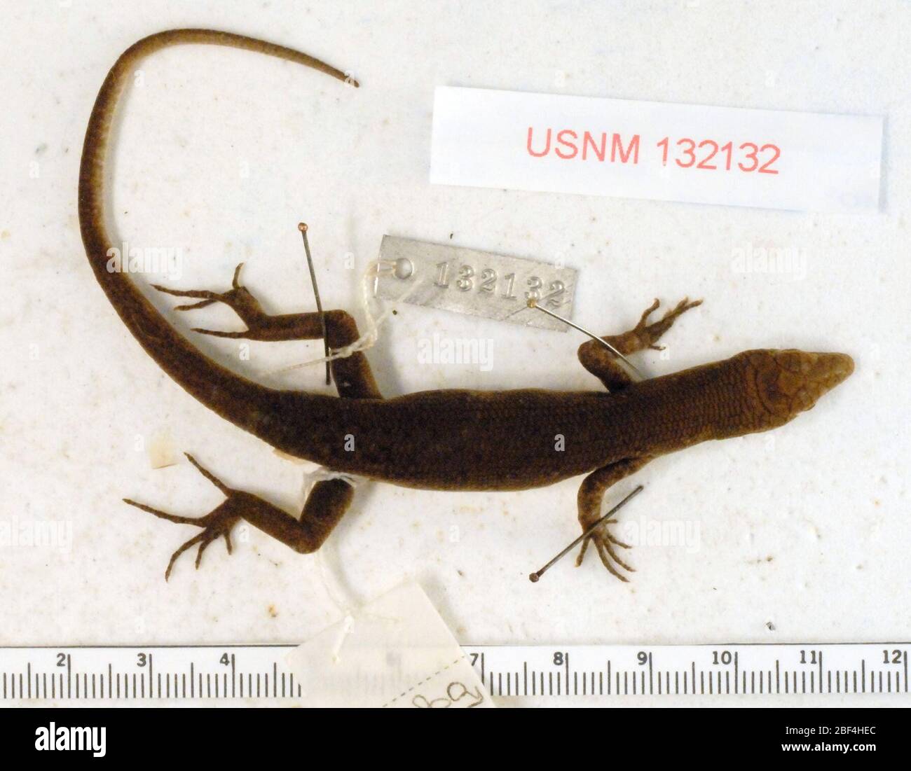 Emoia hi-res stock photography and images - Alamy