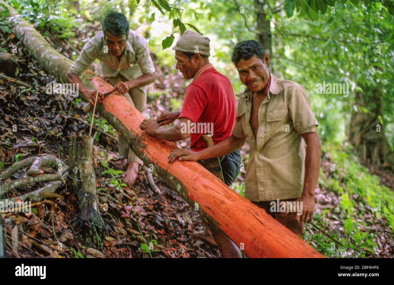 Cinnamon Plant Harvest