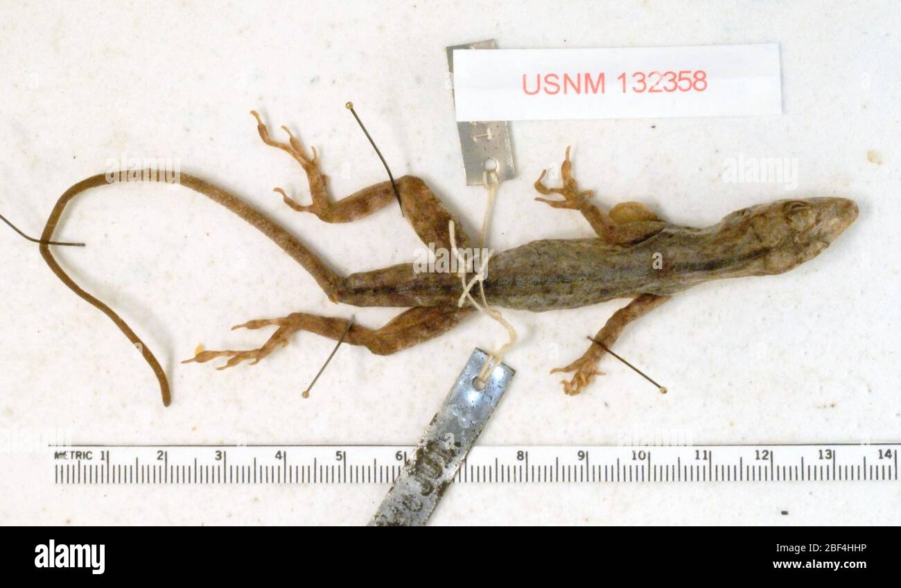 Adaptation to urban areas hi-res stock photography and images - Alamy