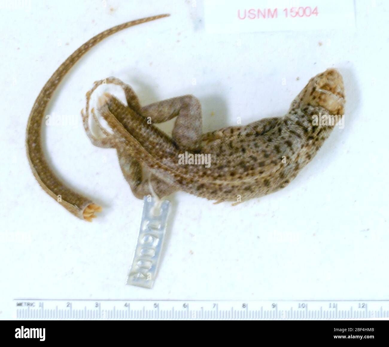 Microlophus albemarlensis. 2 Oct 20181 Stock Photo - Alamy