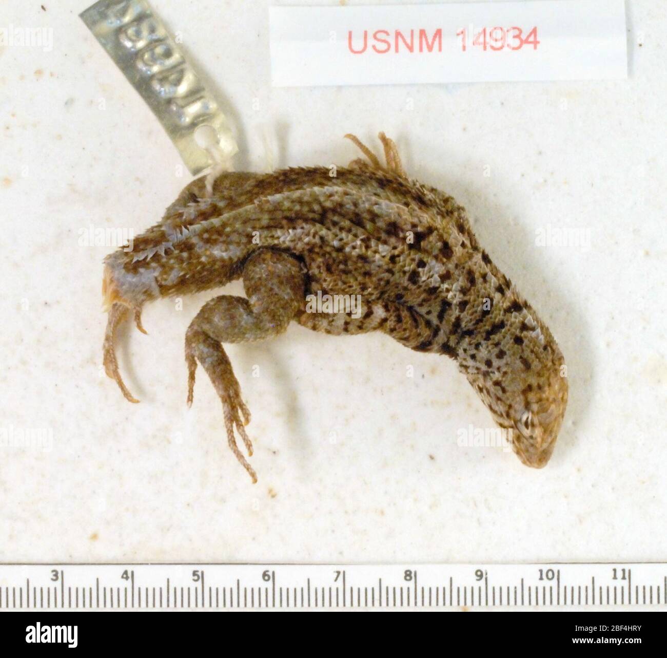 Microlophus albemarlensis. 2 Oct 20181 Stock Photo - Alamy