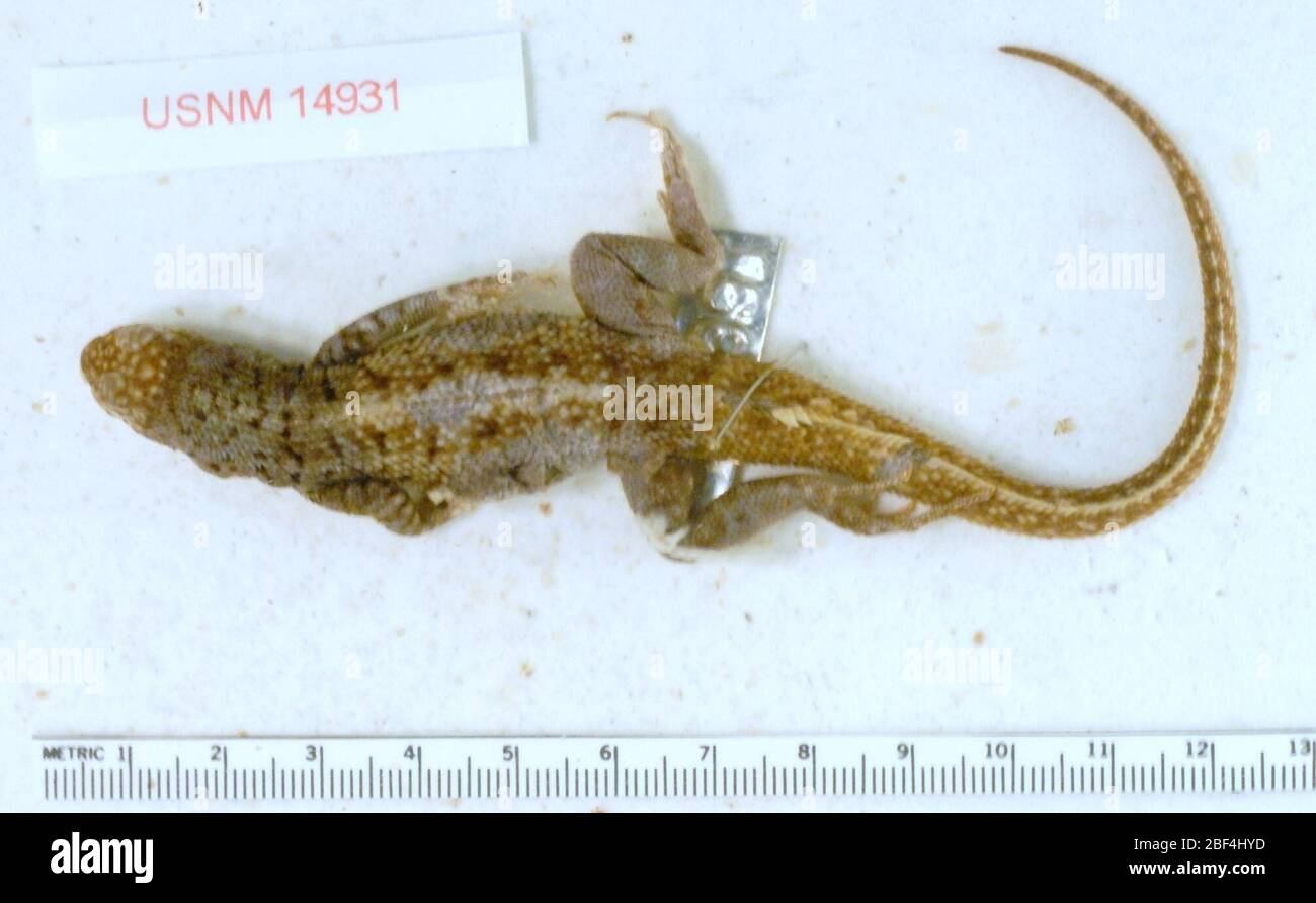 Microlophus albemarlensis. 2 Oct 20181 Stock Photo - Alamy