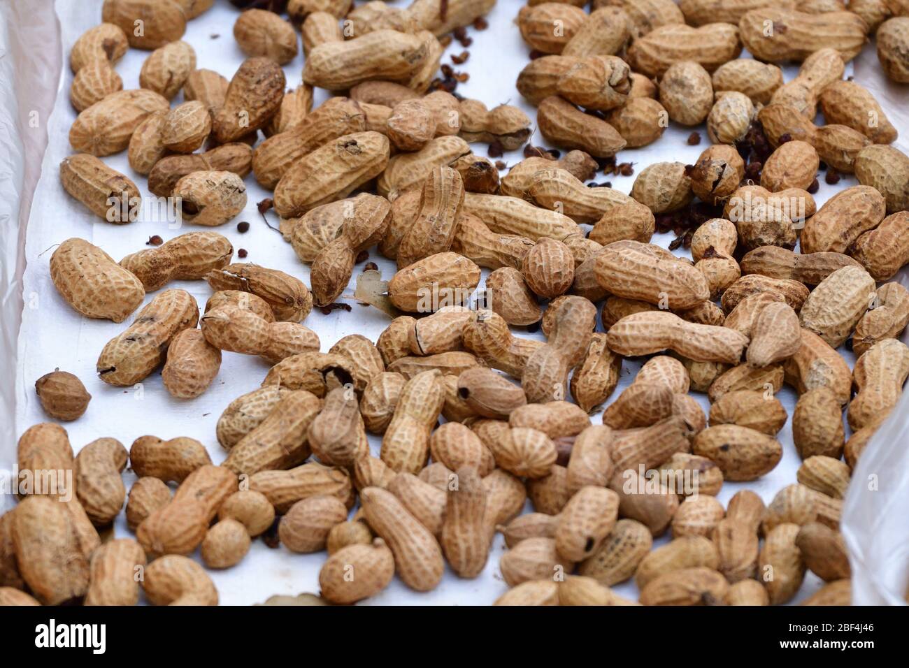Peanuts drying in the sun Stock Photo - Alamy