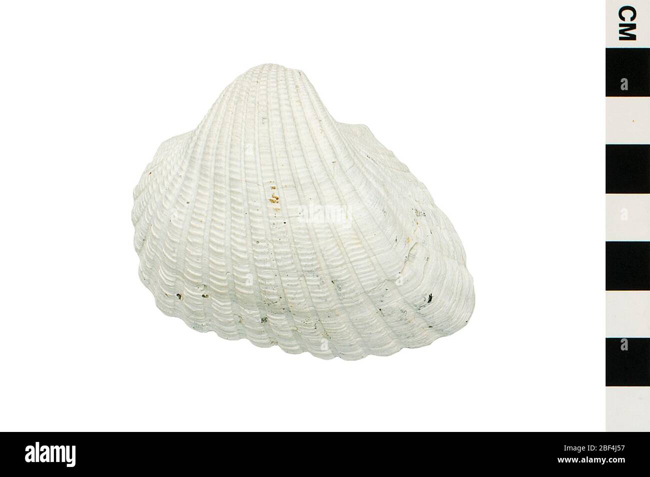 Fossil Ark Clam Ark Clam. This object is part of the Education and ...