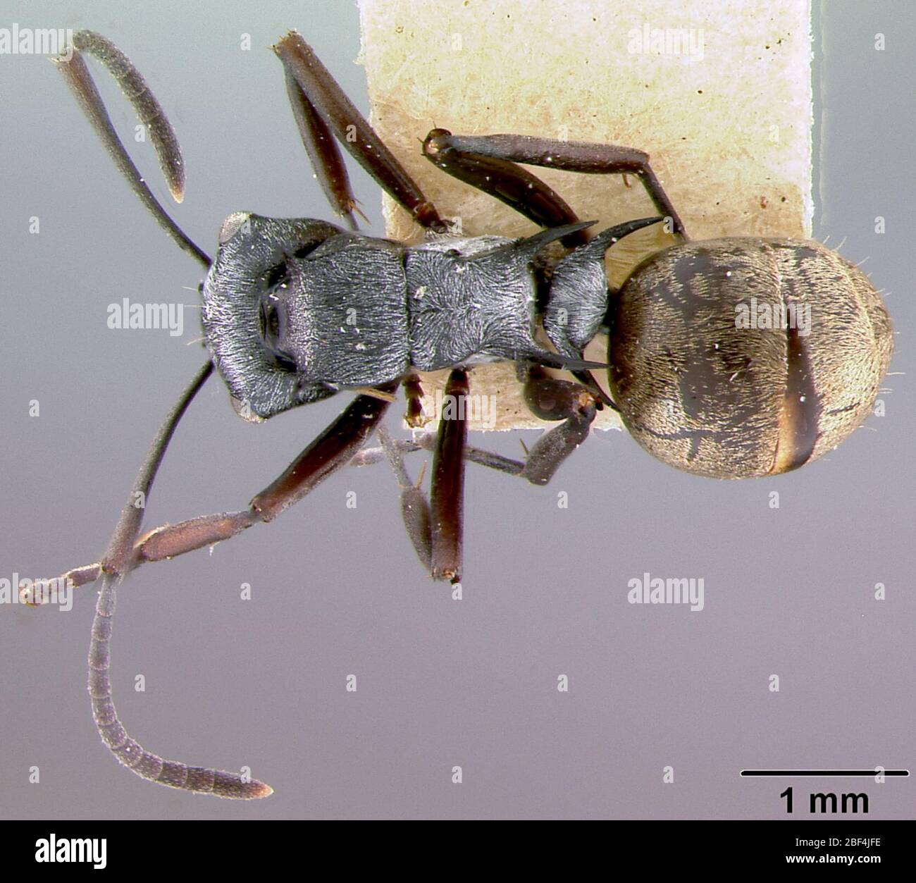 Polyrhachis hi-res stock photography and images - Alamy