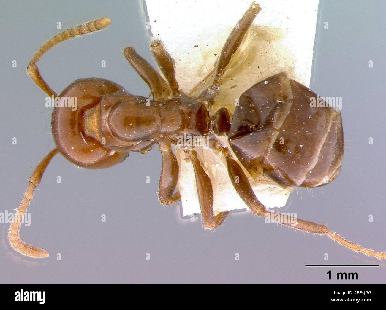 Gilberti hi-res stock photography and images - Alamy