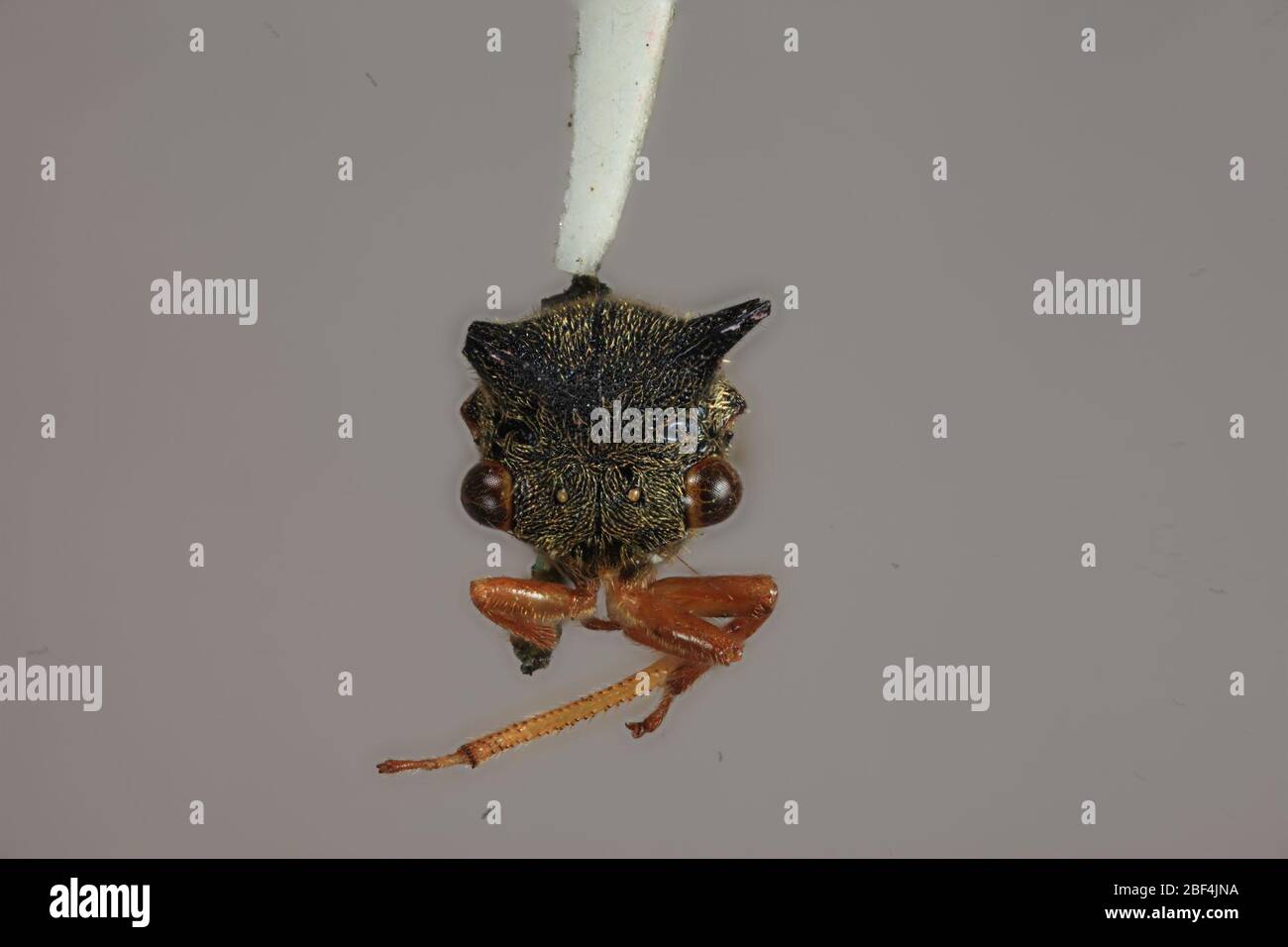 Parvus hi-res stock photography and images - Alamy