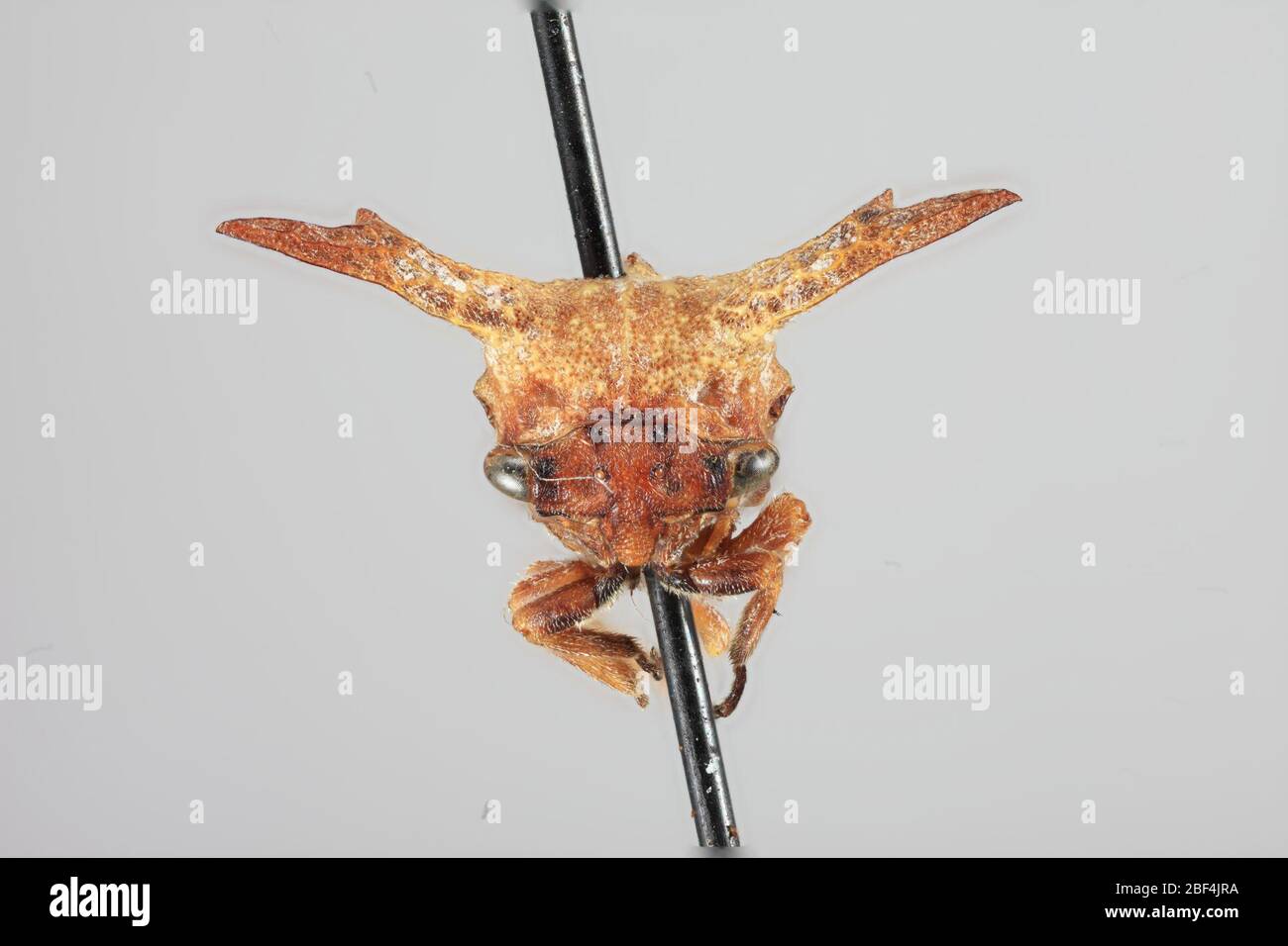 Platycentrus ramosicornis hi-res stock photography and images - Alamy