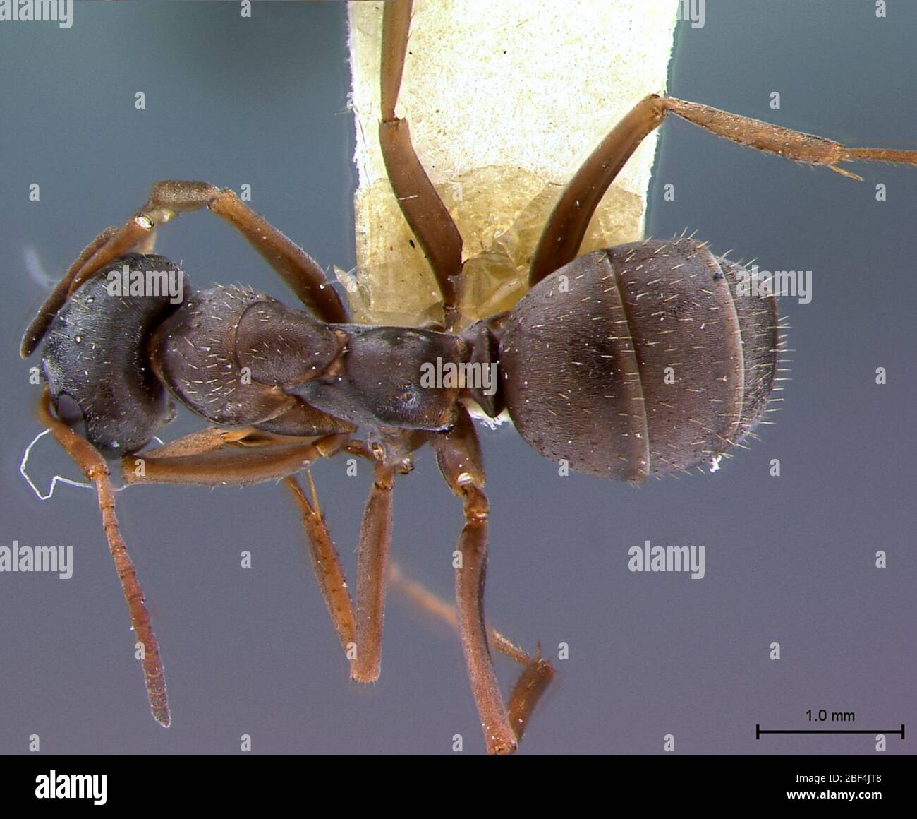 Altipetens hi-res stock photography and images - Alamy