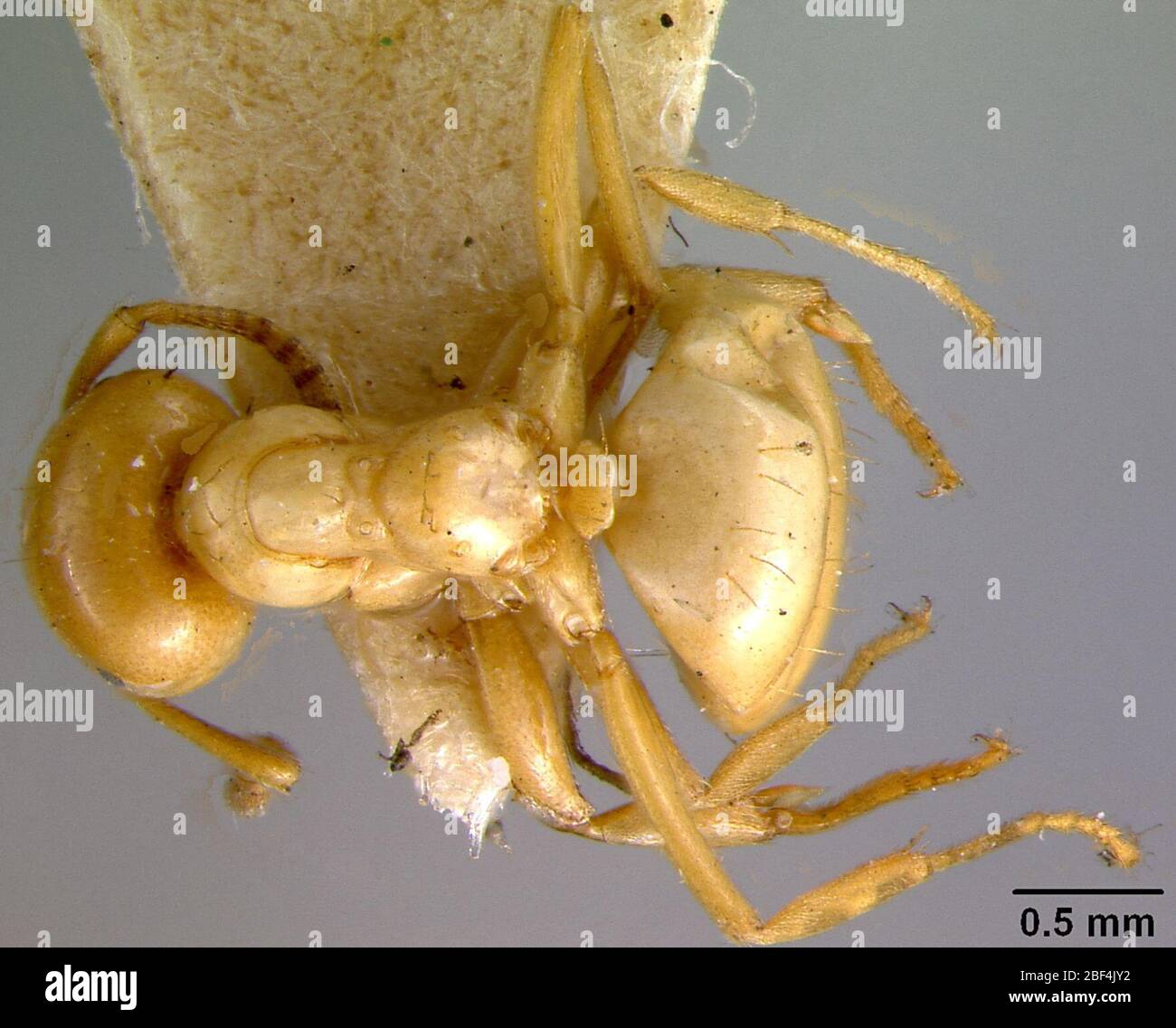 Lasius Acanthomyops interjectus arizonicus. 28 Dec 20163 Stock Photo ...