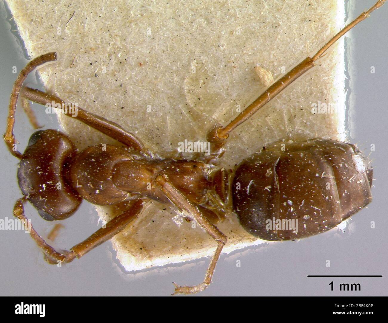 Formica sanguinea aserva. 28 Dec 20161 Stock Photo - Alamy