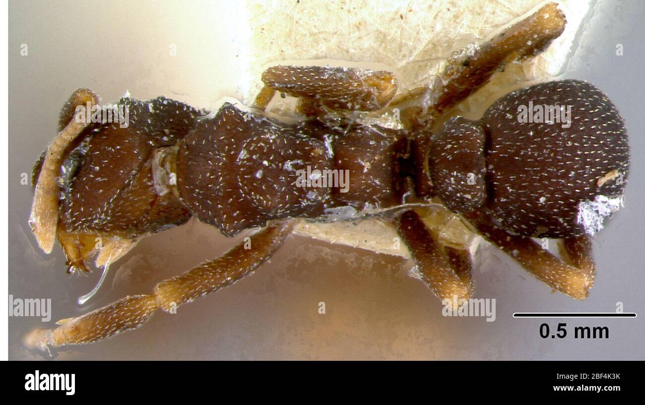 Cyphomyrmex hi-res stock photography and images - Alamy